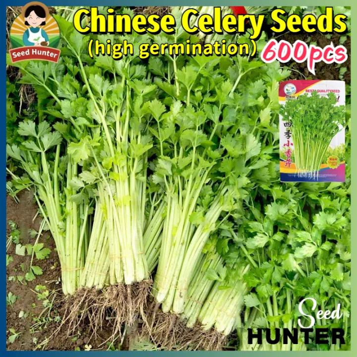 High Yield Fresh Chinese Celery Seeds for Planting Vegetables (Fast ...