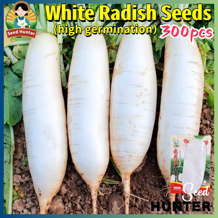 Biji Benih Lobak Putih White Radish Seeds (300 Seed) Benih Sayur 白萝卜种子 ...
