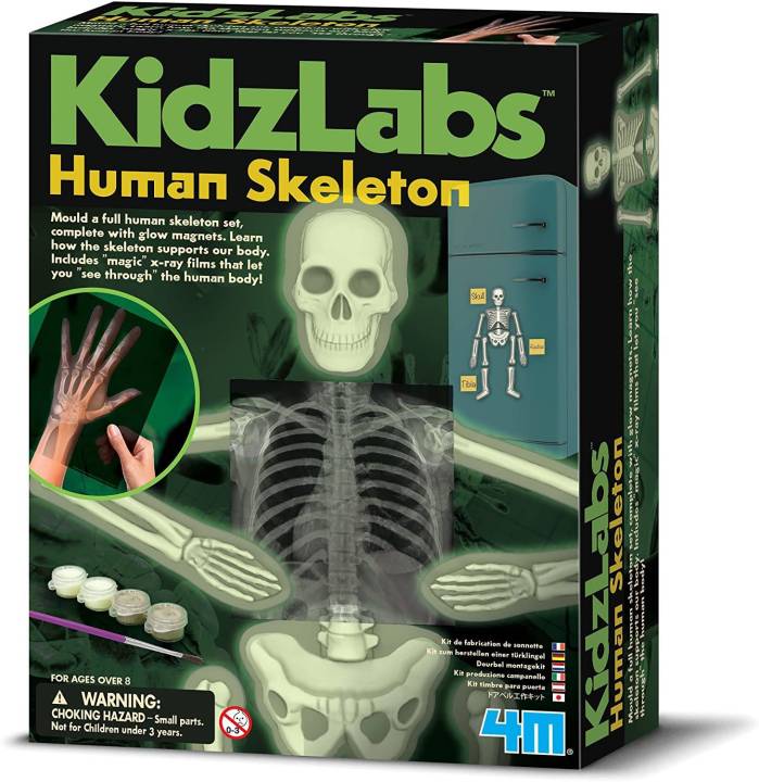 LEAPFROG Kidz Labs / Glow Human Skeleton | Lazada
