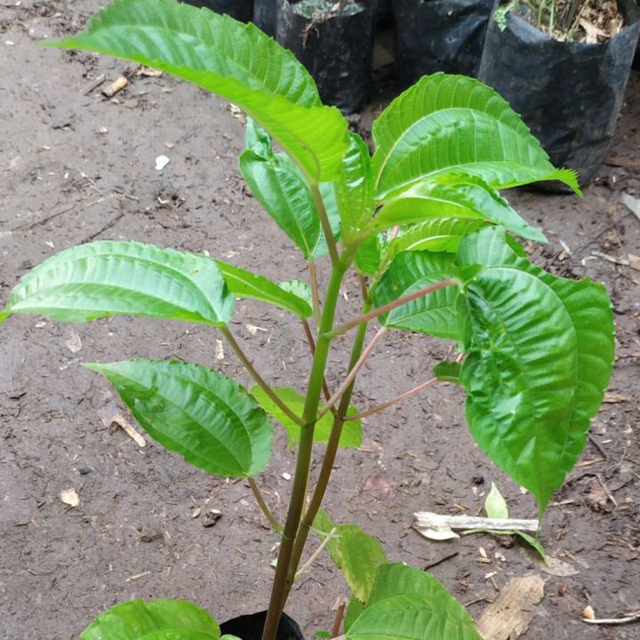 tanaman pohpohan / tanaman herbal/ lalapan | Lazada Indonesia