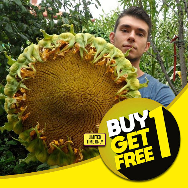 Giant Sunflower Seeds - Giant Sunflower Seeds Sunzilla Sunflower Seeds ...