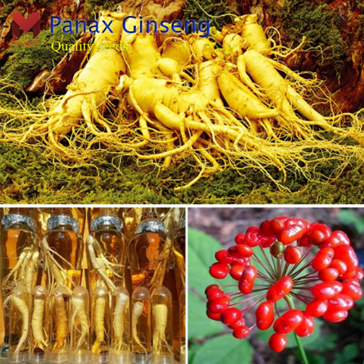 เมล็ดพันธุ์ โสมเกาหลี (Panax Ginseng) ราชาสมุนไพรแห่งเอเชีย (10เมล็ด ...
