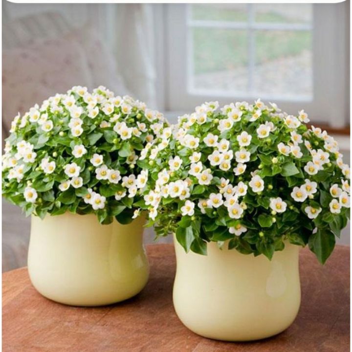 Exacum Royal Dane(5 Seeds) 紫芳草藻百年丹麦王子/公主-Pan American Seed | Lazada