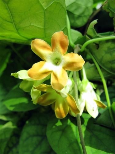 [TO KLANG VALLEY ONLY] Bunga Tongkeng / Fragrant Telosma (Telosma ...