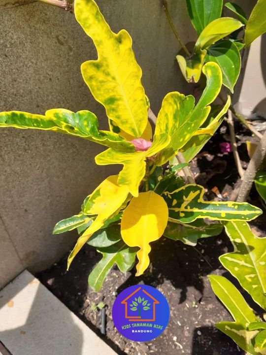 COD Paket 1 Pohon puring timun codiaeum variegatum tanaman hias outdoor ...