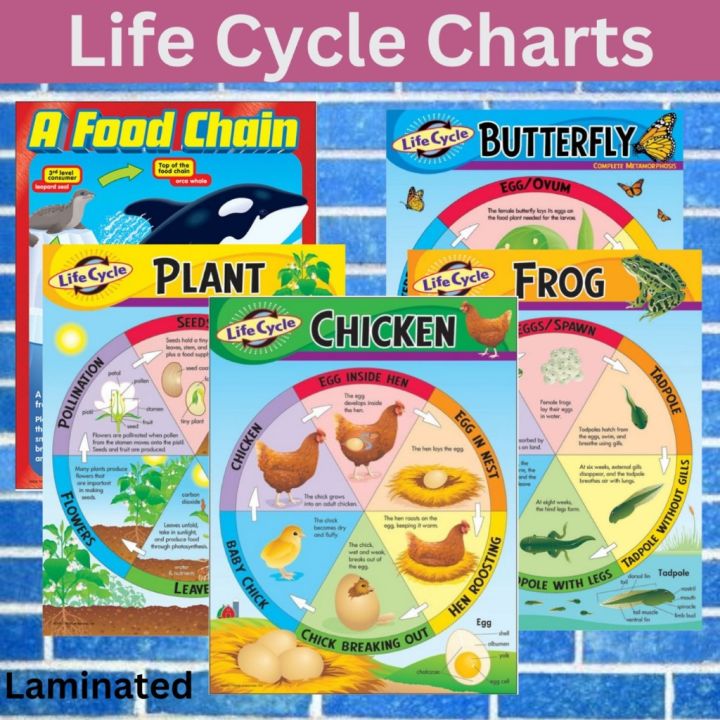Laminated Life Cycle Charts, Life Cycle of A Butterfly, Life Cycle of a ...