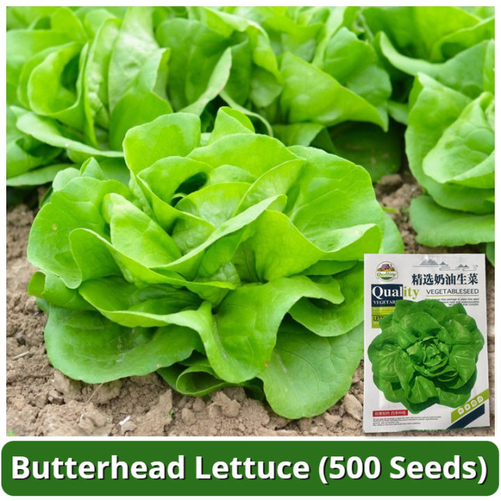 เมล็ดพันธุ์ ผักกาดหอมบัตเตอร์เฮด บรรจุ 500เมล็ด Butterhead Lettuce Seed ...