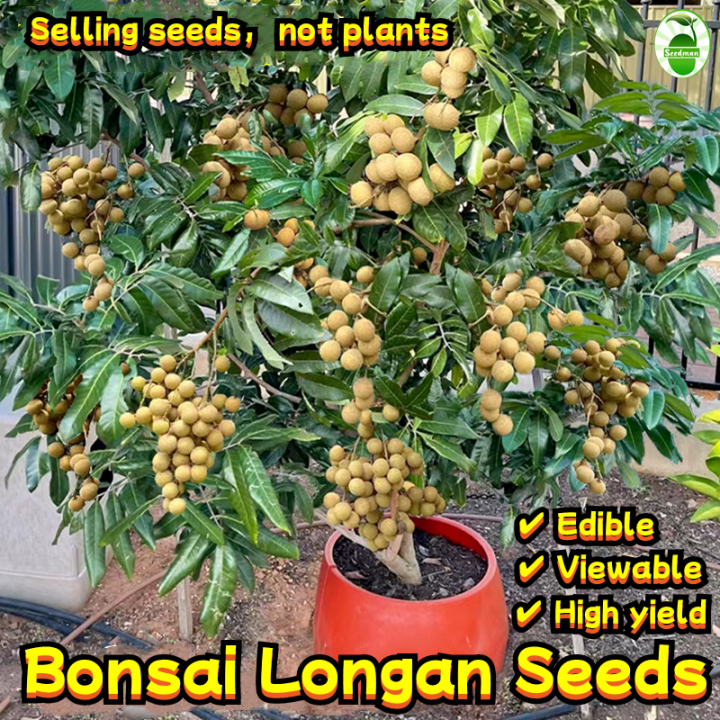 Fresh Dwarf Longan Seeds for Sale (6pcs/pack) Sweet Longan Fruit Seeds ...