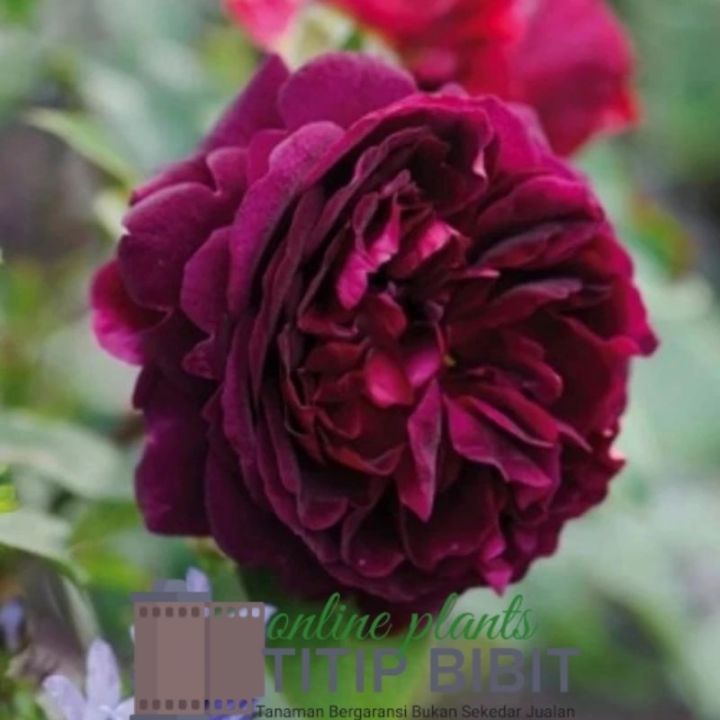 Tanaman Bunga Mawar Muntead wood Dewasa Berbunga Import Rose | Lazada ...