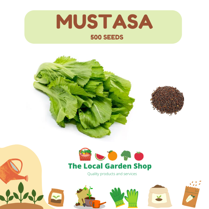 MUSTASA / MUSTARD - 500pcs Seeds | Lazada PH