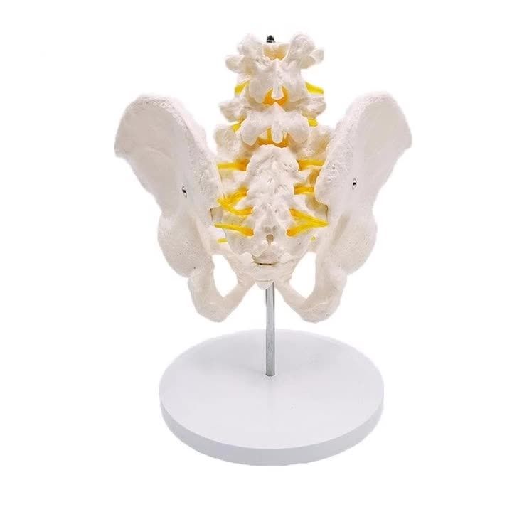 Pelvis Anatomical Model Life Size Female Pelvis; Two Lumbar Vertebrae ...