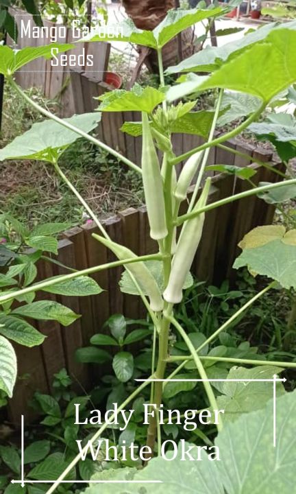 *Rare* Japanese Heirloom White Okra Seeds - 15 Seed *Pot Friendly* - 白 ...