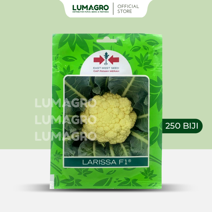 Benih Kol Bunga Larissa F1 250 Biji Bibit Cap Panah Merah East West ...