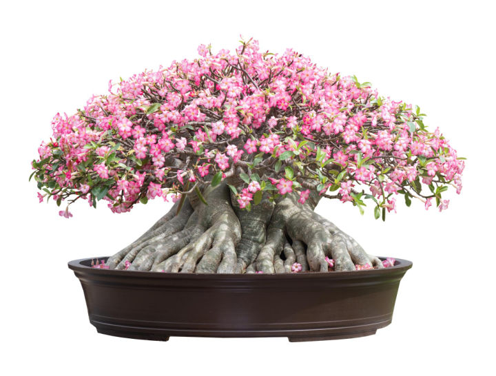 Desert Rose Biji pokok Adenium 沙漠玫瑰 风水树花种子 Benih Bunga Flower Garden ...