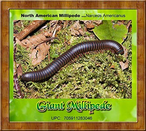 Live Giant Millipede (Narceus Americanus) Educational & Fun | Lazada.co.th