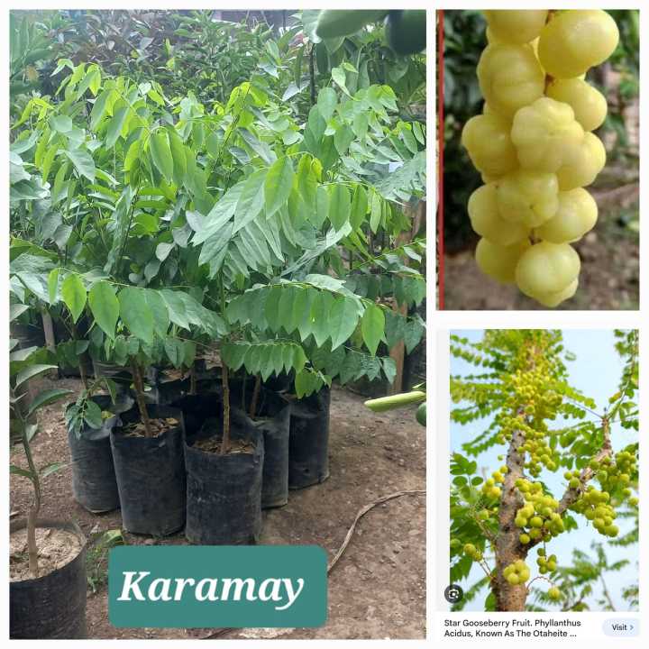 karamay | Lazada PH