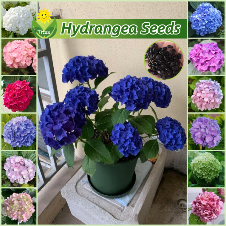 100% Legit Fresh Hydrangea Seeds Bonsai Flower Seeds for Planting ...