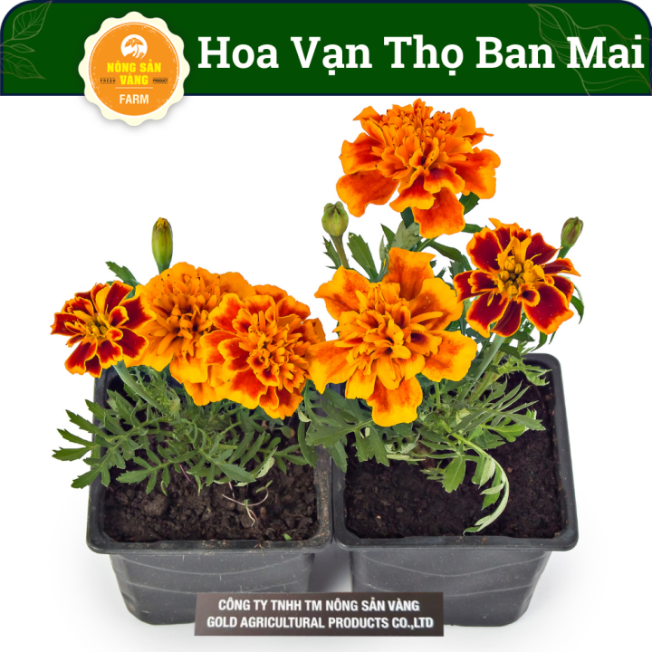 Hạt Giống Hoa Vạn Thọ Ban Mai OP (gói 50 hạt ) , Hoa Đẹp, Lâu Tàn ...