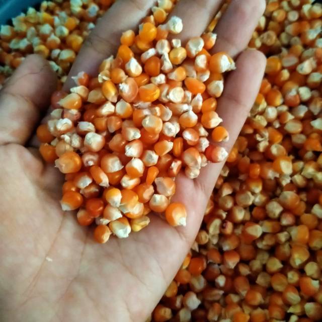 Bibit Benih Jagung Madura (10 Gram) | Lazada Indonesia