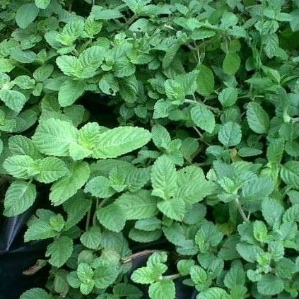 Tanaman Janggelan Cincau Hitam rambat | Lazada Indonesia