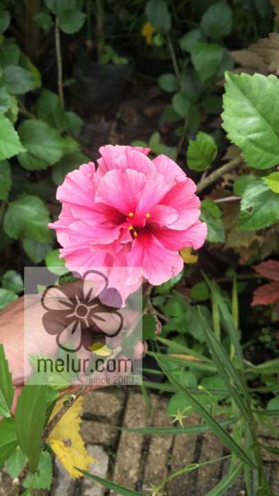 MM-double layer ( carnation) hibiscus live plant /Anak Pokok Bunga Raya ...