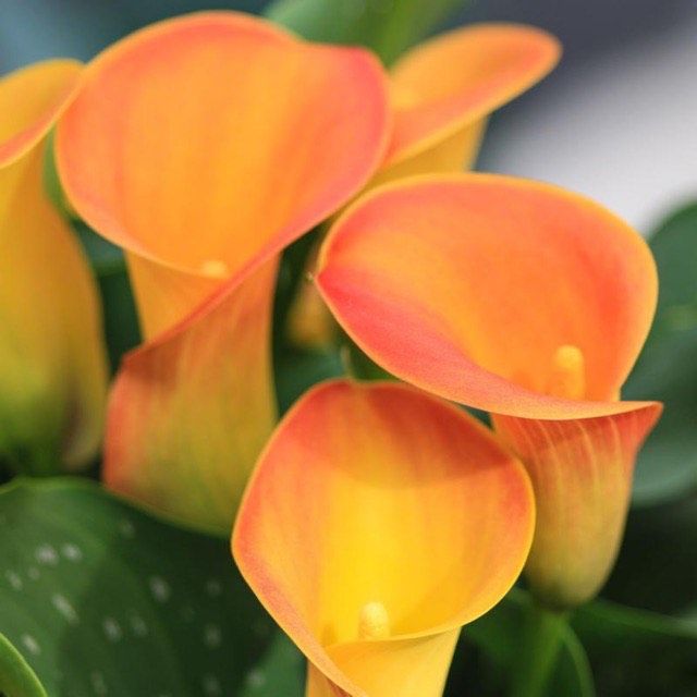 Multi-Petals Calla lily Mixed Variety Plant Seed Double-Petal Bonsai ...