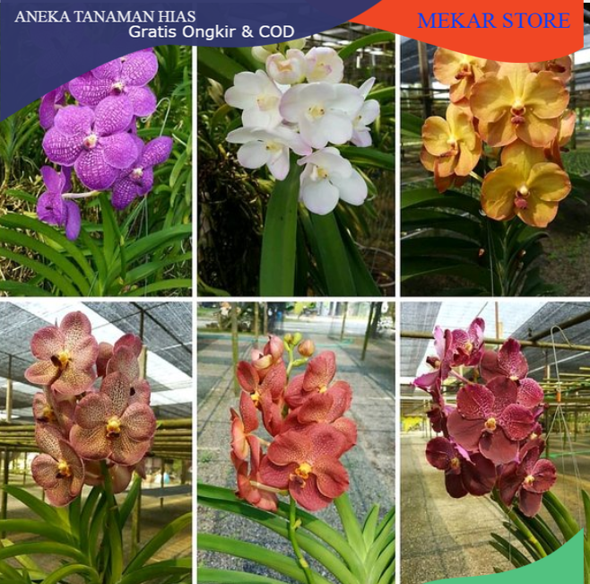 Anggrek panda dewasa siap herbunga.warna rekuis. | Lazada Indonesia