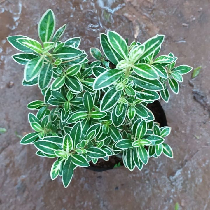 Tanaman Hias Bunga hias hidup pohon mirten varigata | Lazada Indonesia