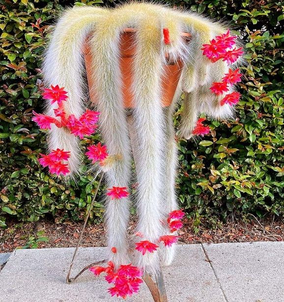 หางลิง แคคตัส กระบองเพชร Monkey tail cactus ตัดสด ยาว 1 ฟุต | Lazada.co.th