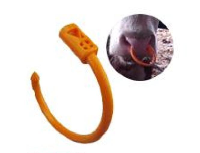 Cincin Ring Plastik Untuk Hidung Sapi Lembu dan Kerbau Cow Bull Ox Nose ...