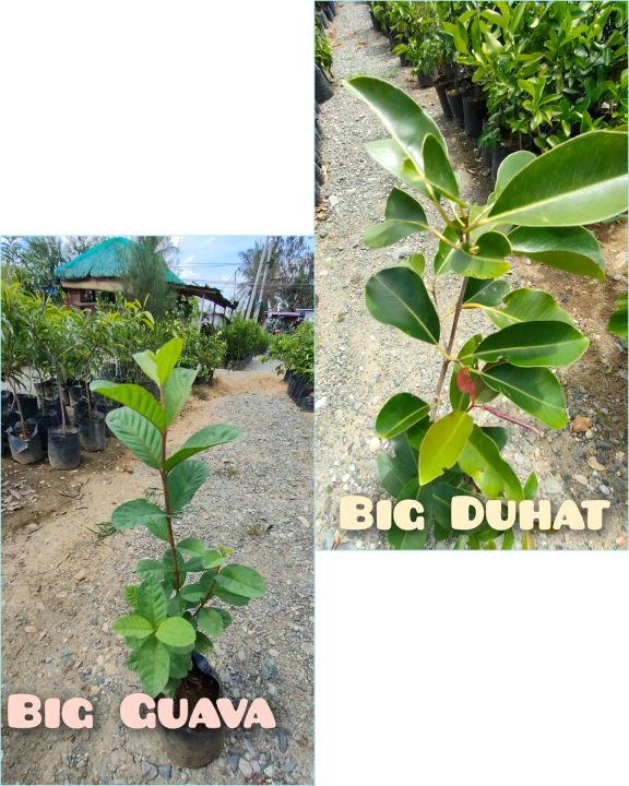 GUAPPLE TREE AND GIANT DUHAT TREES(LIVE PLANT) WITH SEEDLING BAG AND ...