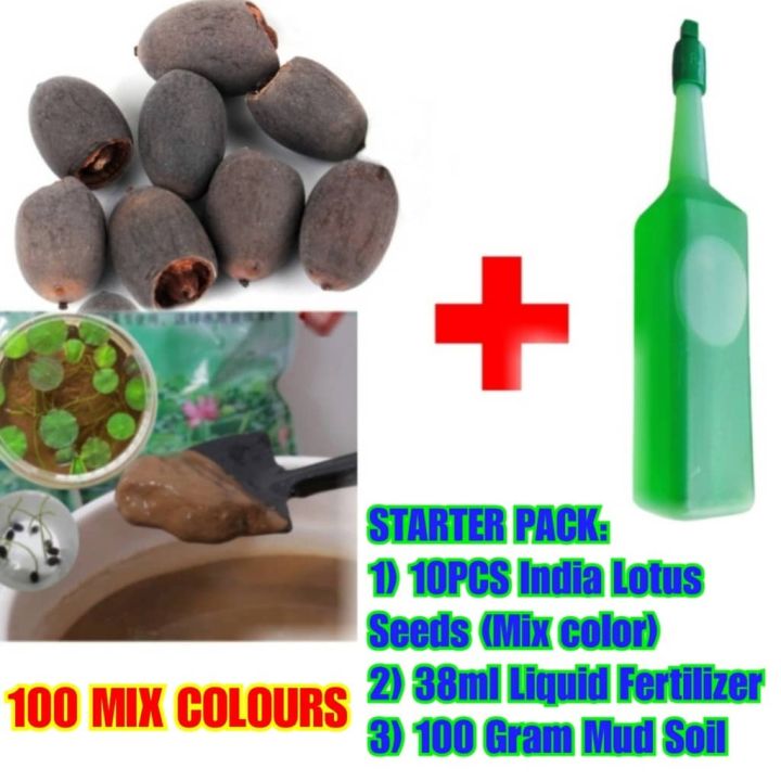 INDIA Lotus seeds Pot Lotus Flower Seeds Mix Colour Bowl Lotus / Water ...