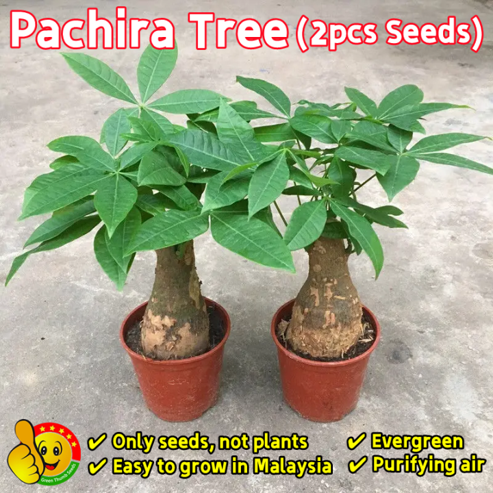100% Original Pachira Tree Seeds for Sale (Fresh 2pcs Seeds) Dwarf ...