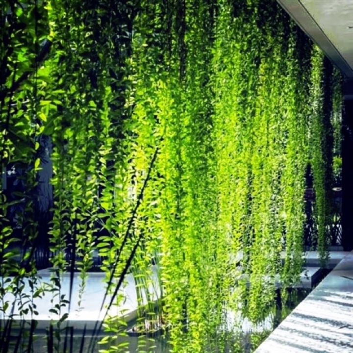 Aroid Creeper Landscaping | Lazada PH
