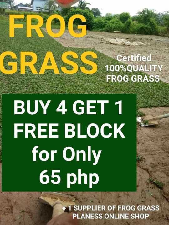 Frog Grass Live Plant 4 BLOCKS + 1 FREE 7x7 inches l Legit Online Shop ...