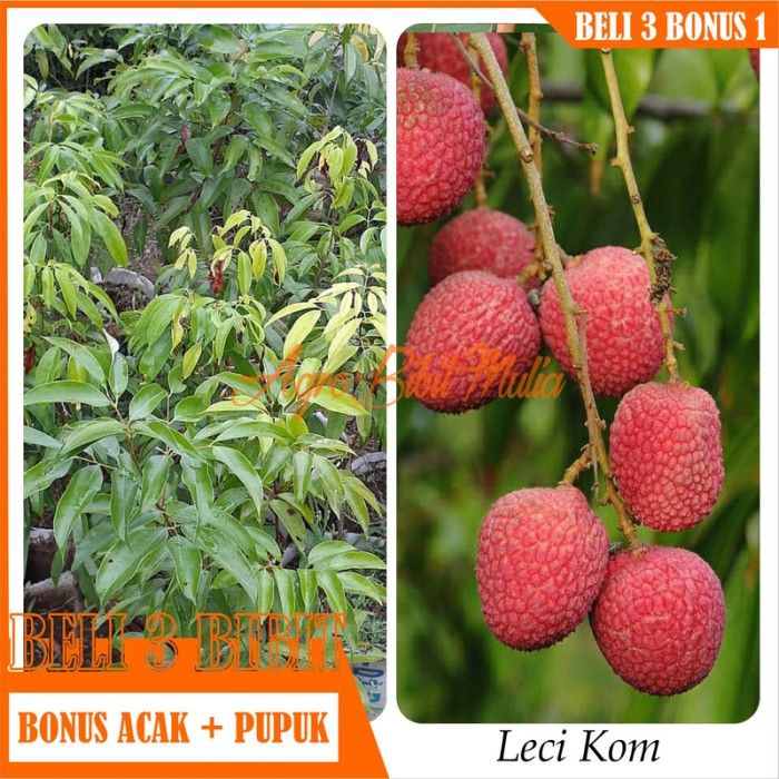 Bibit Tanaman buah Leci kom/Merah Unggul | Lazada Indonesia