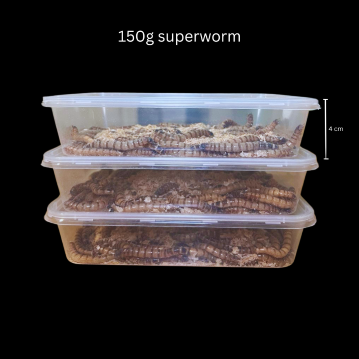 Live Feeders Standard Superworms | Lazada Singapore