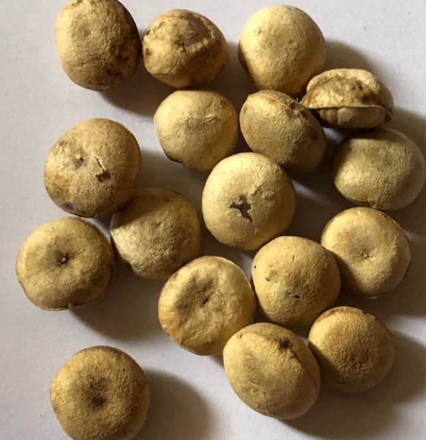 thetran kai clearing nut seed / powder tree (Strychnos potatorum) biji ...