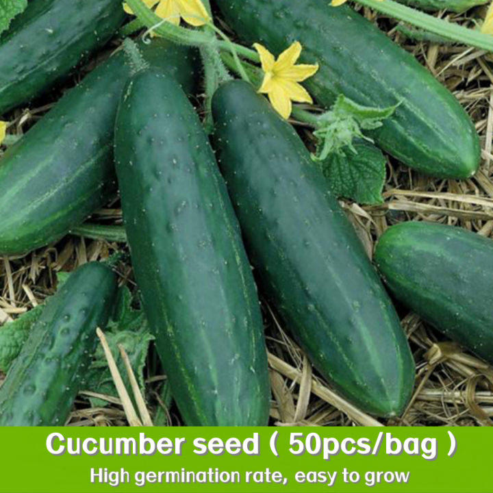 Cucumber seeds - (50seeds)East-west Mega C F1 Cucumber | Lazada PH
