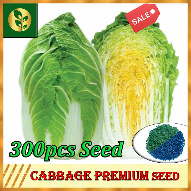 Chinese Cabbage Seeds | Cabbage | Vegetable seeds | Golden Plant and ...