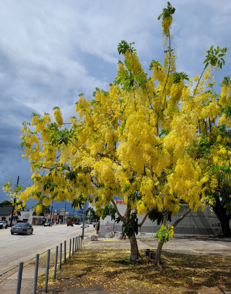 Golden Shower Tree Seeds | Lazada PH