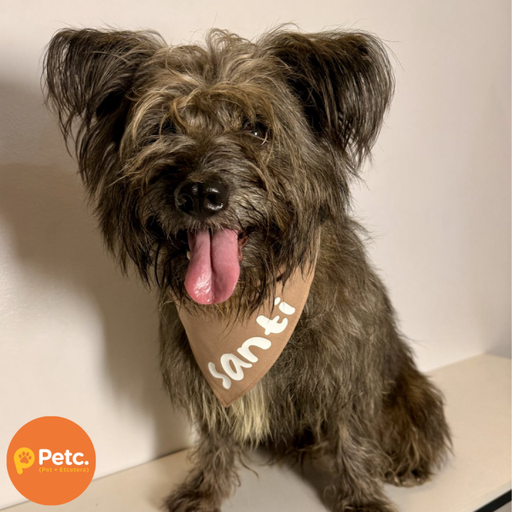 Color of the Year 2025 Mocha - Dog Bandana | Lazada PH