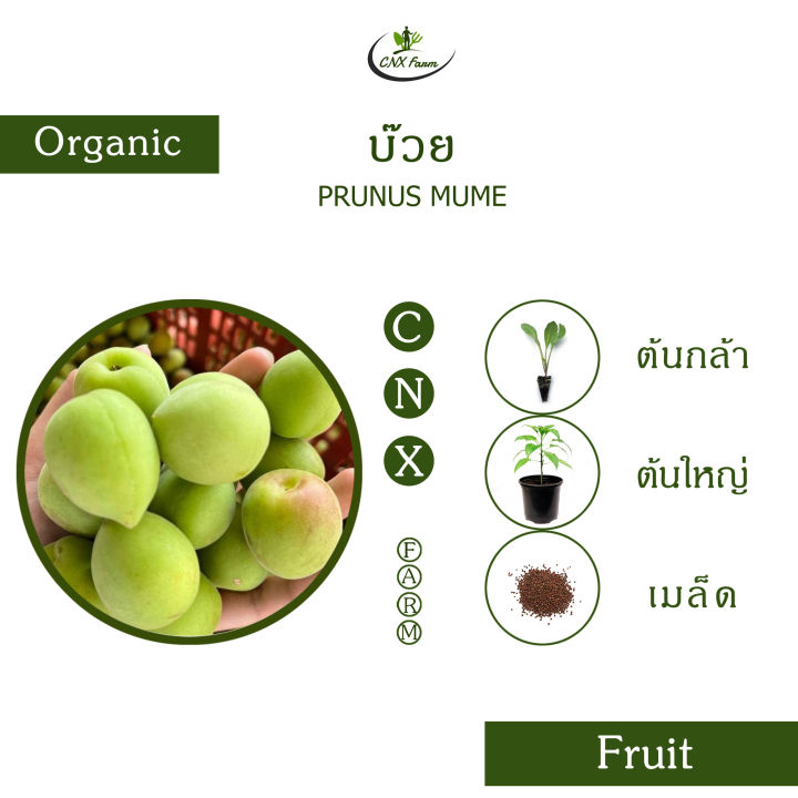 บ๊วย Organic Prunus Mume | Lazada.co.th