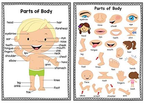 Science (PARTS OF THE BODY) Educational Wall Chart sold by 8's | Lazada PH