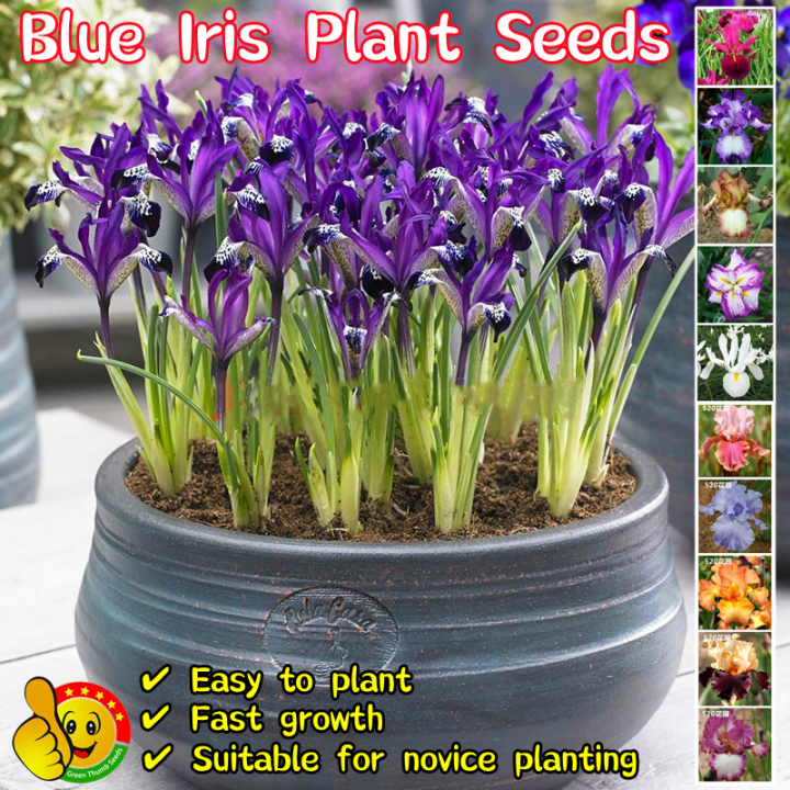 100% Original Mixed Colors Blue Iris Plant Seeds (Fresh 100pcs Seeds ...