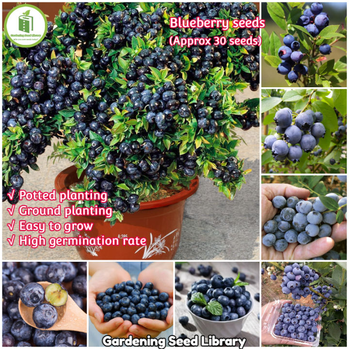 Easy to grow丨Rare Blueberry Fruit Seeds of Planting (1 pack 30pcs)丨 ...