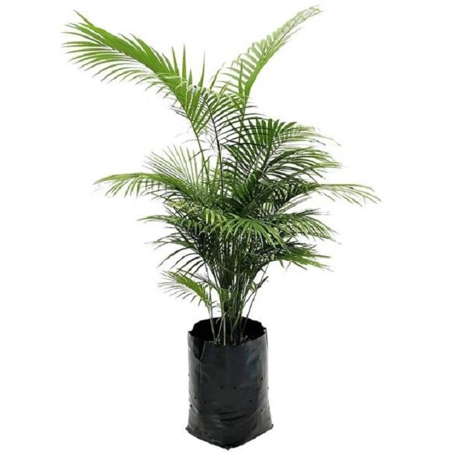 Java Palm Jawa Palm Areca Butterfly Cane Palm Real Plants Live Plants ...