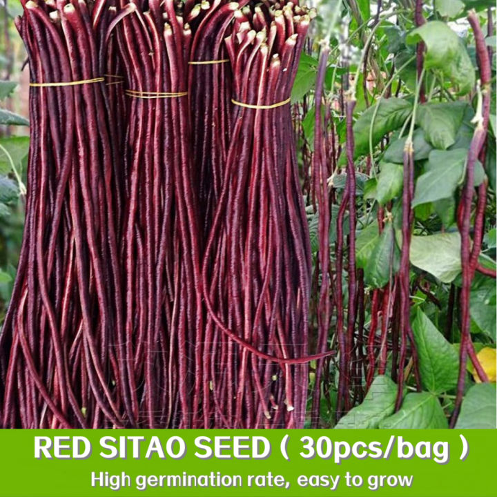 RED SITAO SEEDS-（30 SEEDS）Red Long Beans Sitao Vegetable Seeds | Lazada PH