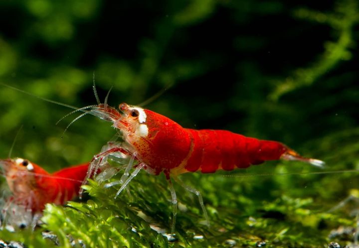 【Su's Aquatic】TAIWAN IMPORTED SUPER RED SANTA SHRIMP【CARIDINA ...
