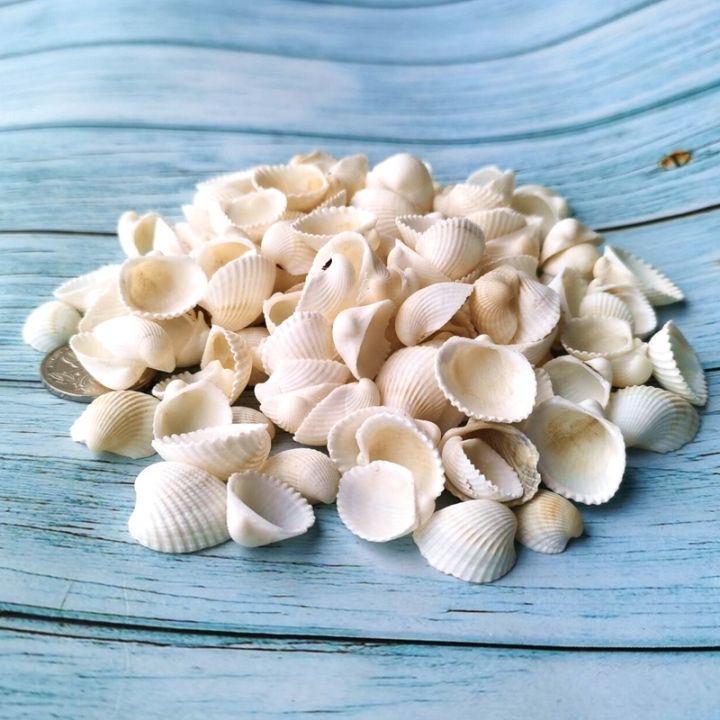 Natural Shells Conch Clams Scallops Coconut Shells Cockle Fish Tank ...